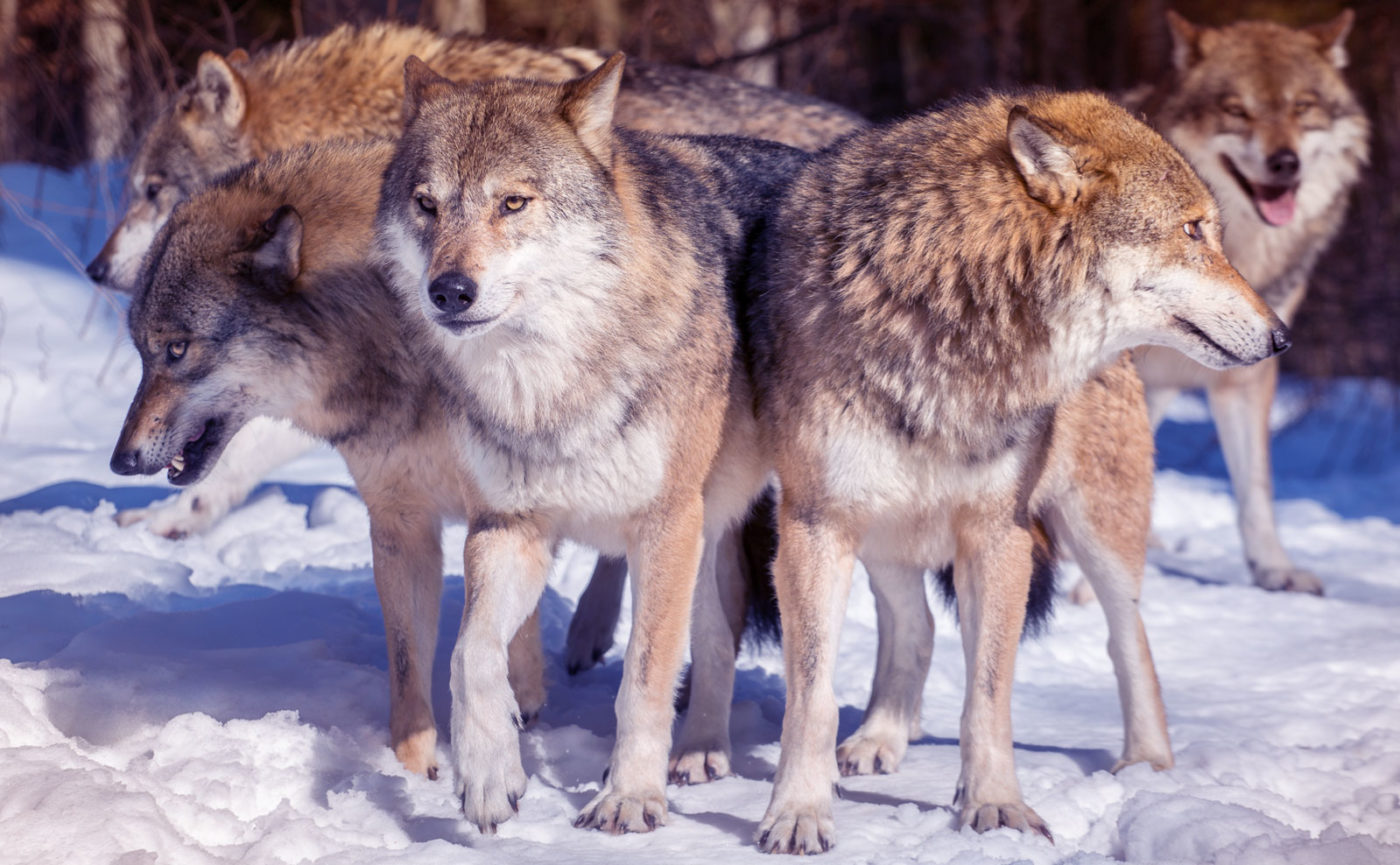 Our Wolf Pack is Growing | Catchfire Creative